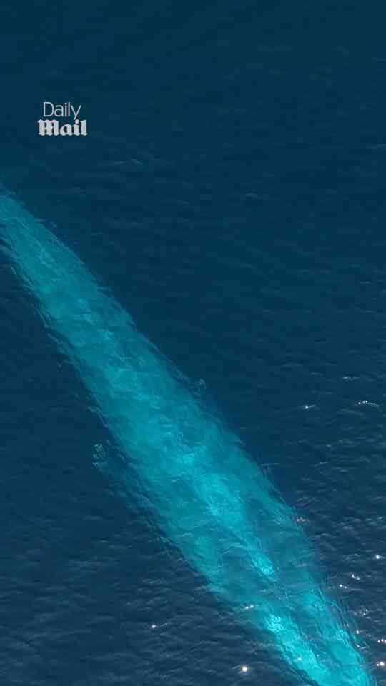 Drone captures rare glimpse of majestic blue whale