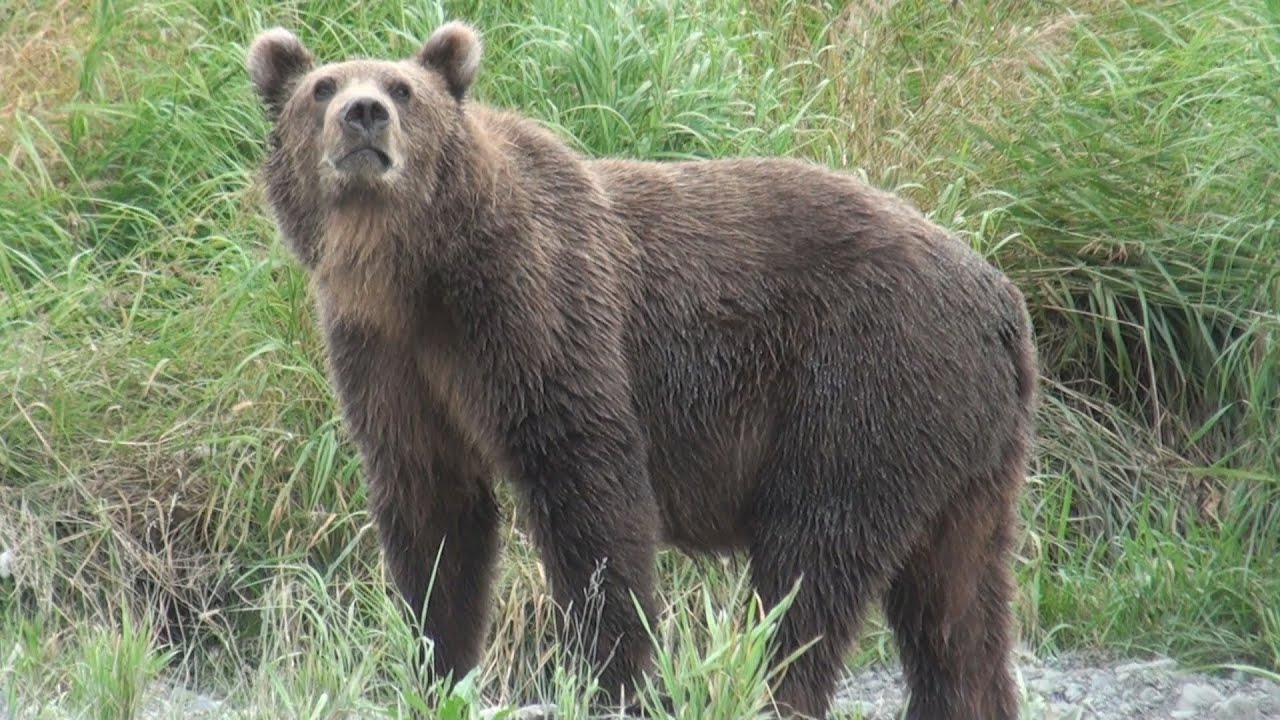 This bear appeared out of nowhere - the cameraman had nowhere to run