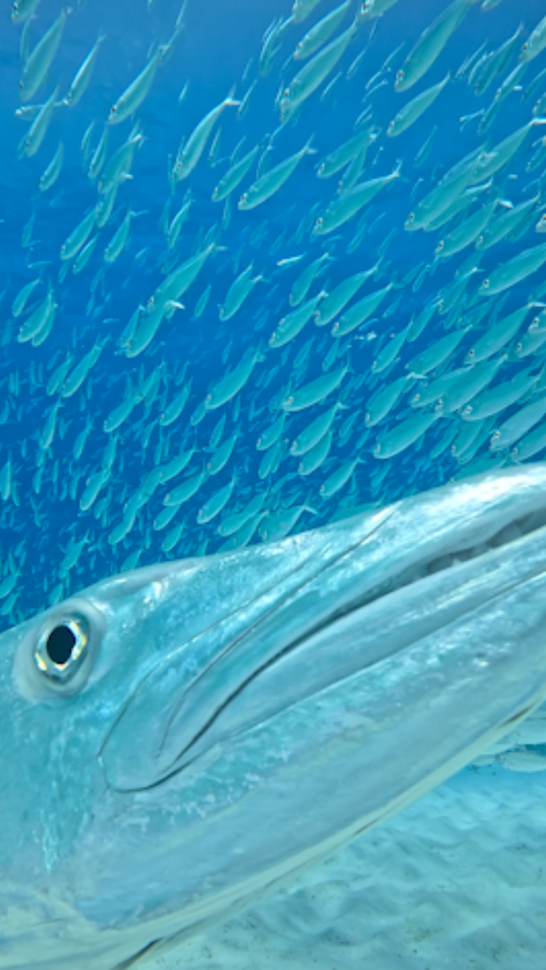 Up close with a curious barracuda