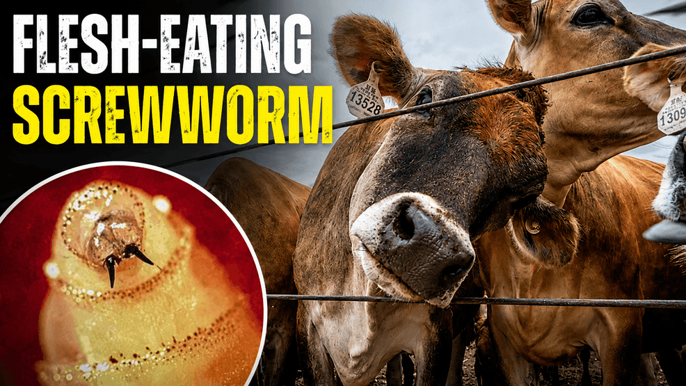 Flesh-eating screwworm found in dog and calf hundreds of miles apart in ...