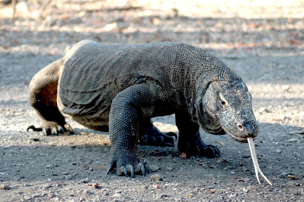 Komodo dragon injures Sharon Stone’s husband in shocking attack that ...
