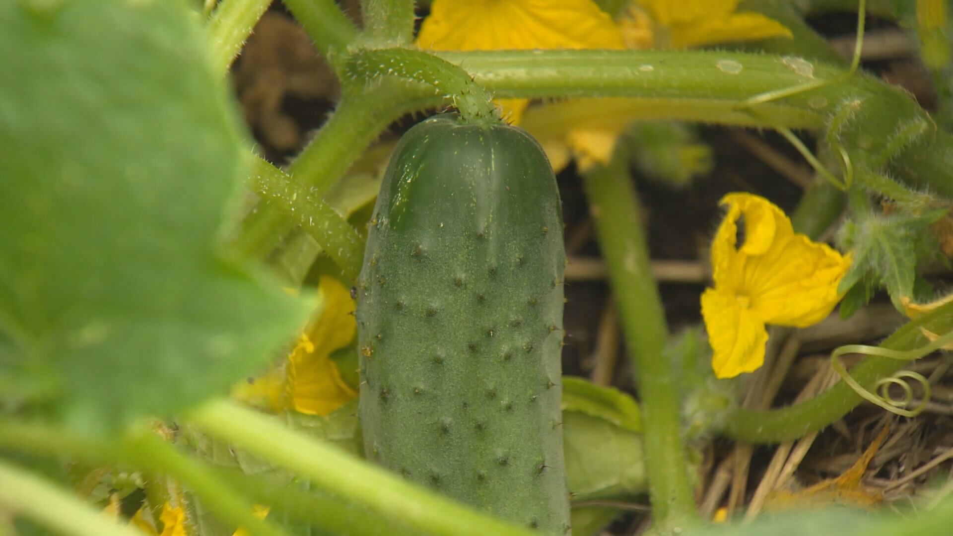 In the garden: Trellising cucumbers