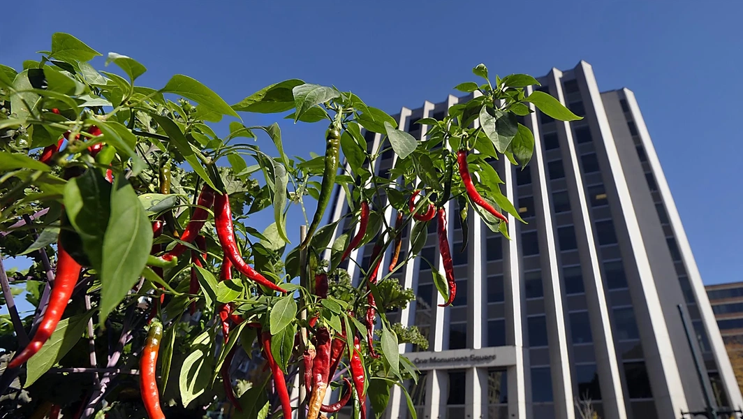 Cayenne pepper secrets for flavor and health