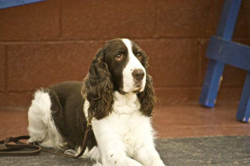 These 13 medium-sized dogs can handle family chaos all day and still ...