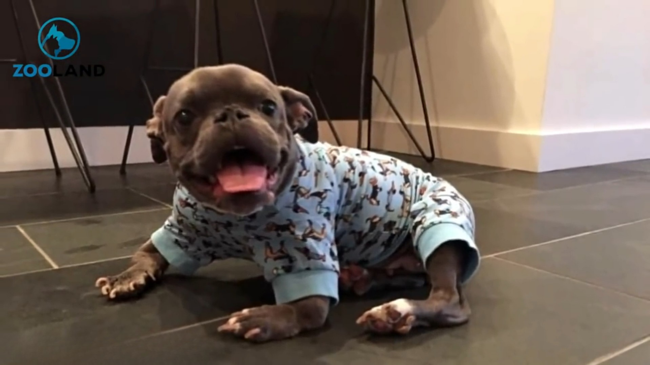 Inspiring story of a dog with dwarfism