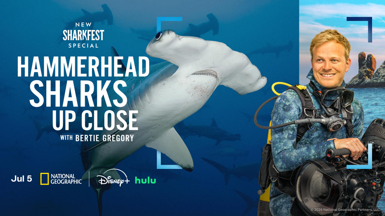 SharkFest 2026 programming kicks off with hammerhead sharks