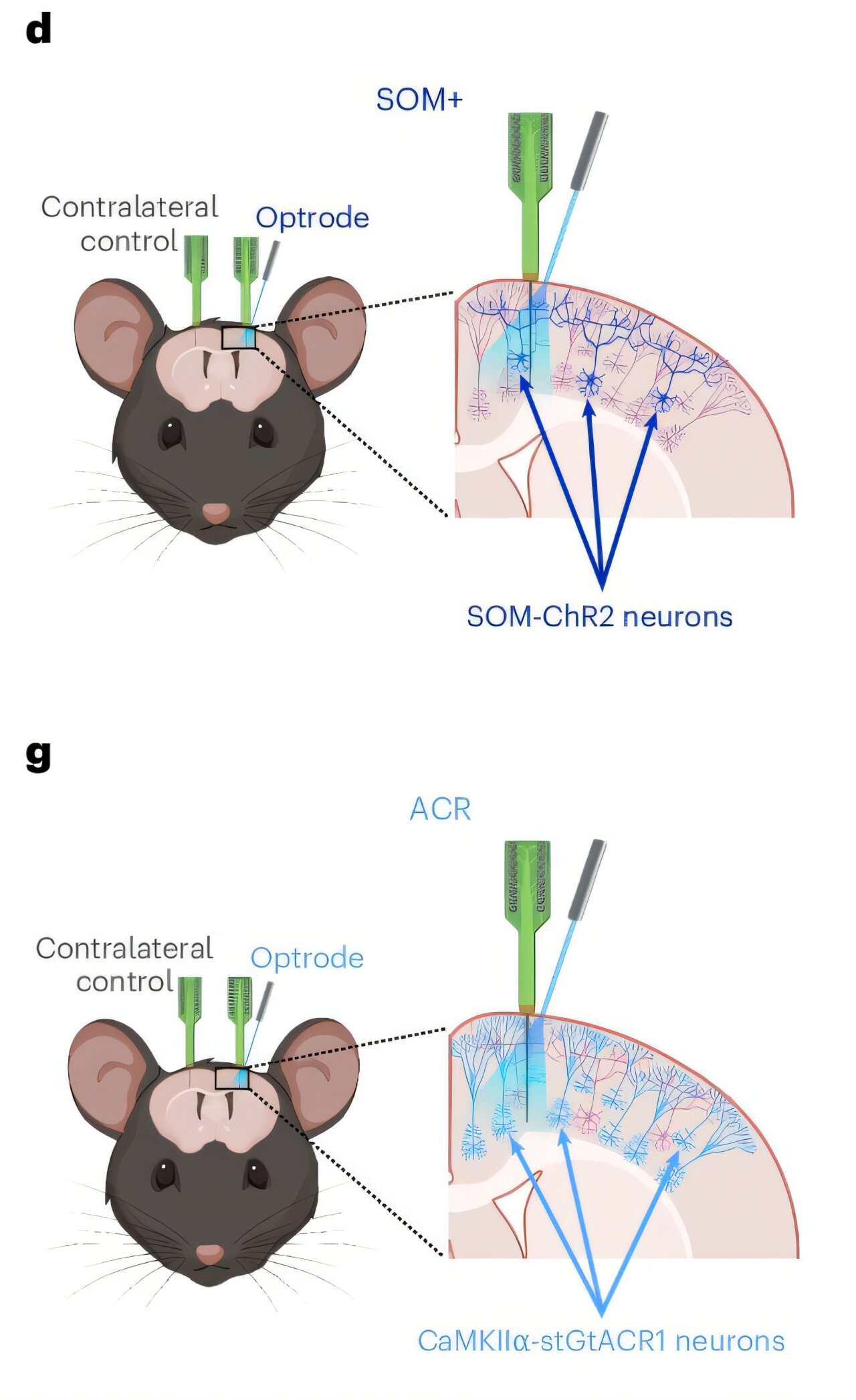 Researchers trigger sleep's restorative effect in parts of the awake brain