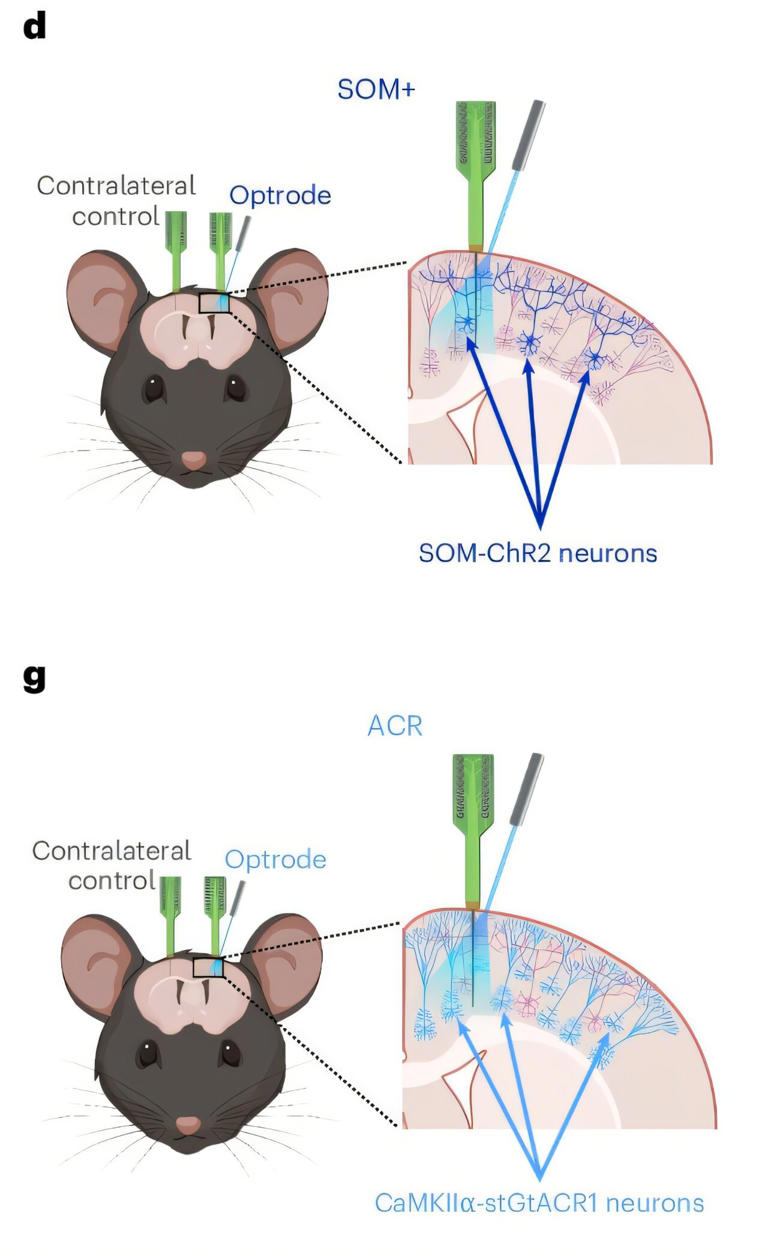 Researchers trigger sleep's restorative effect in parts of the awake brain