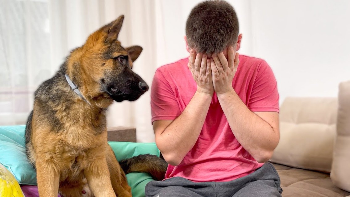 German shepherd puppy reacts to me crying