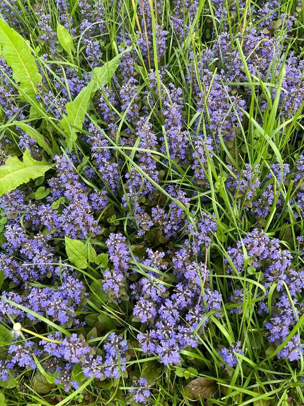 Gardener seeks advice on how to stop invasive 'friend' of a plant: 'It ...