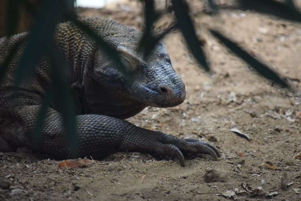 Komodo dragon injures Sharon Stone’s husband in shocking attack that ...
