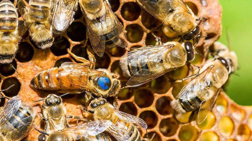 First case of bee disease AFB in Scotland this year