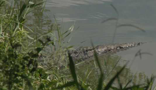 Louisiana man fleeing DWI stop jumps into swamp, gets attacked by ...
