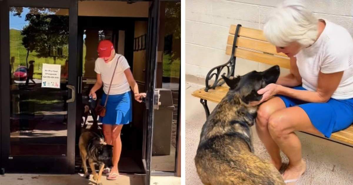 Shelter dog surrendered by family finds new home with Air Force veteran
