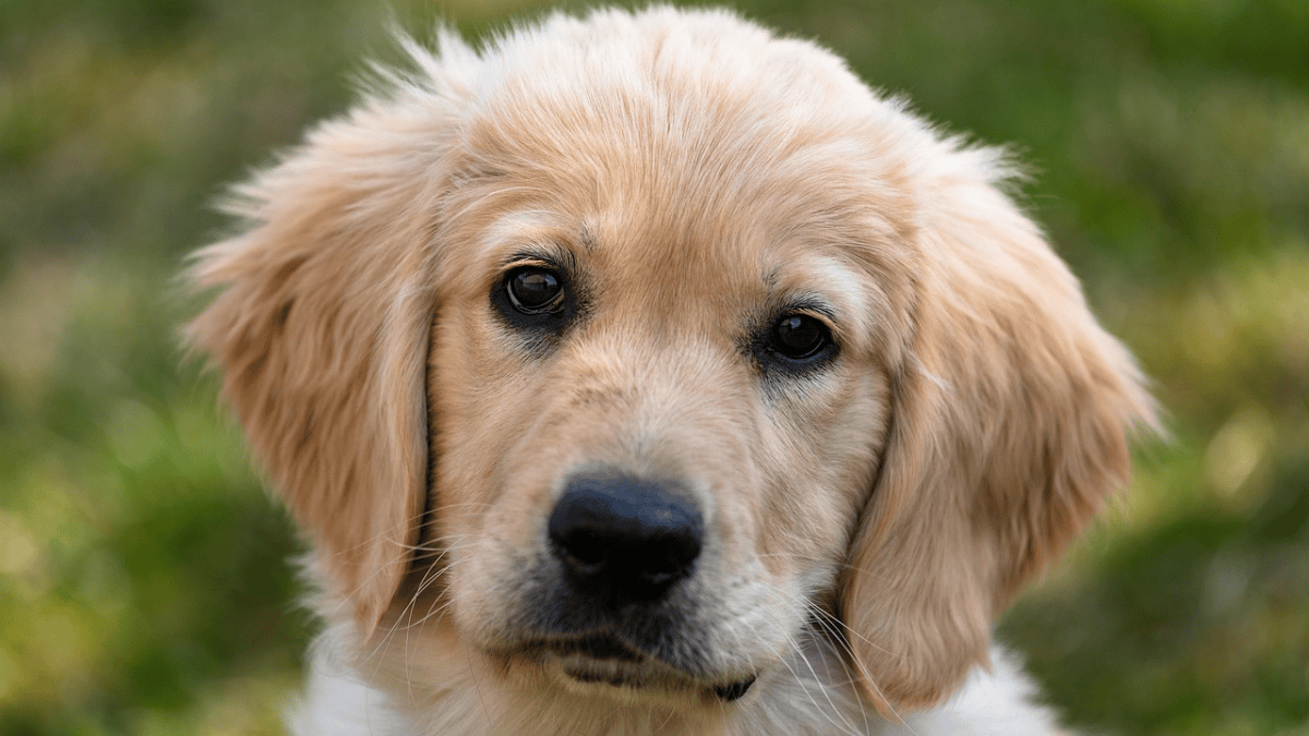 Top 10 most beautiful dog breeds in 2026, by the American Kennel Club