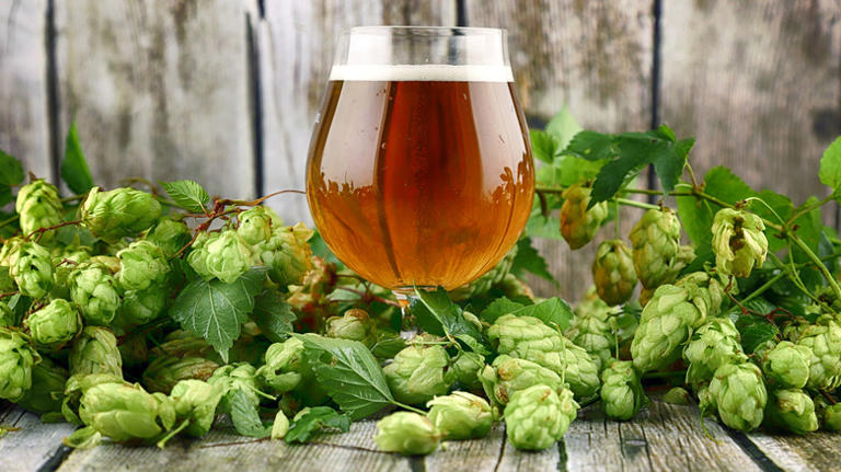 What's the difference between an IPA and other types of beer?