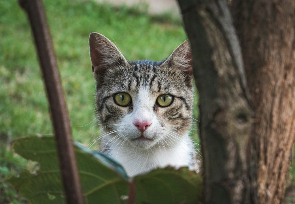 Why did this cold cat suddenly become a snuggle bug?