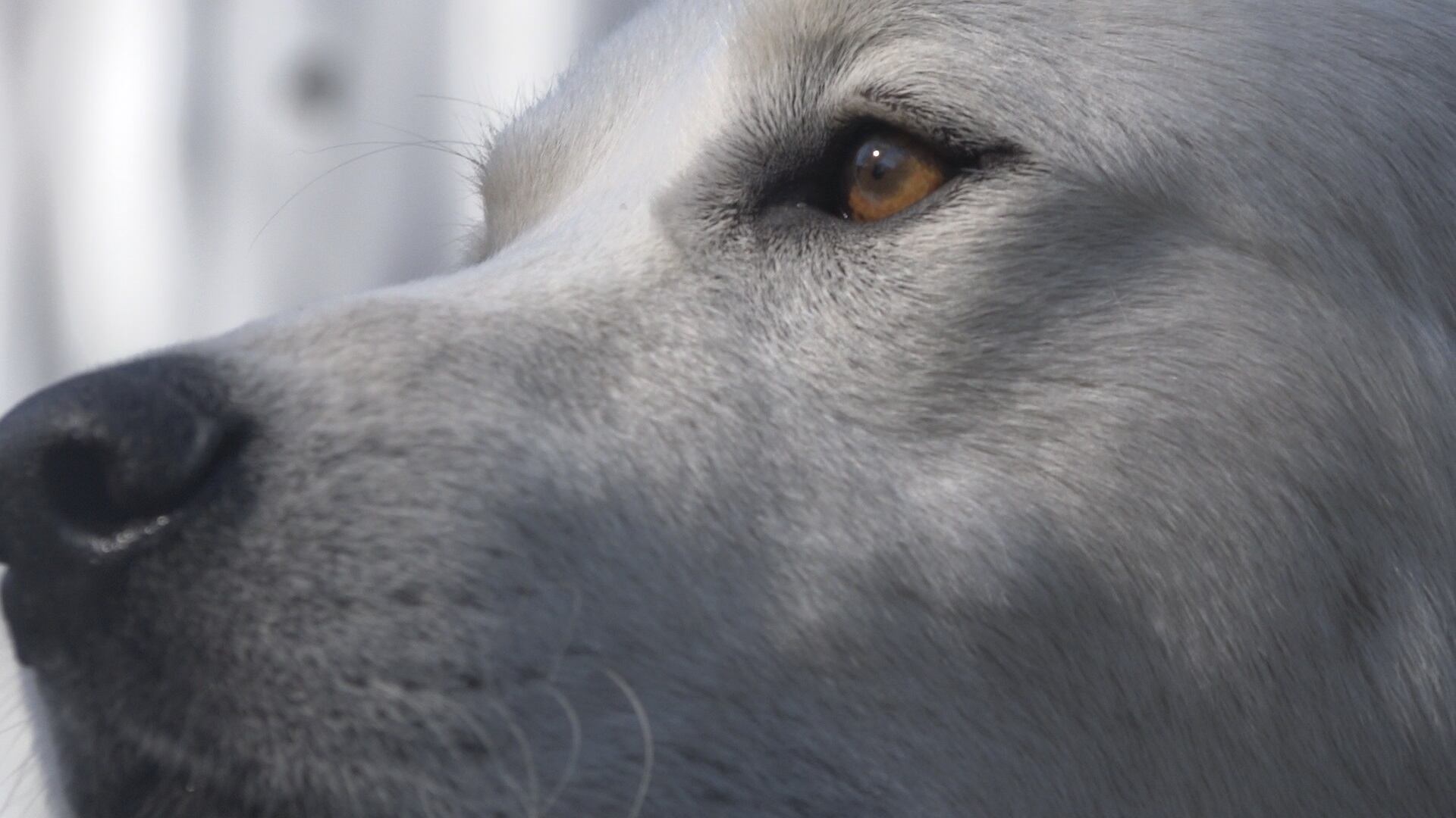 Harrison County Animal Control calls for responsible ownership after ...