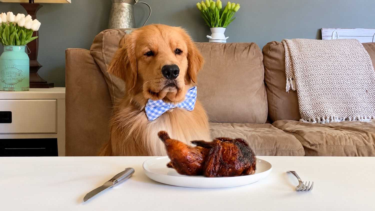 My dog tries not to eat chicken