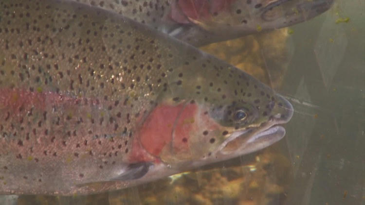 Rainbow trout headed for Idaho lakes