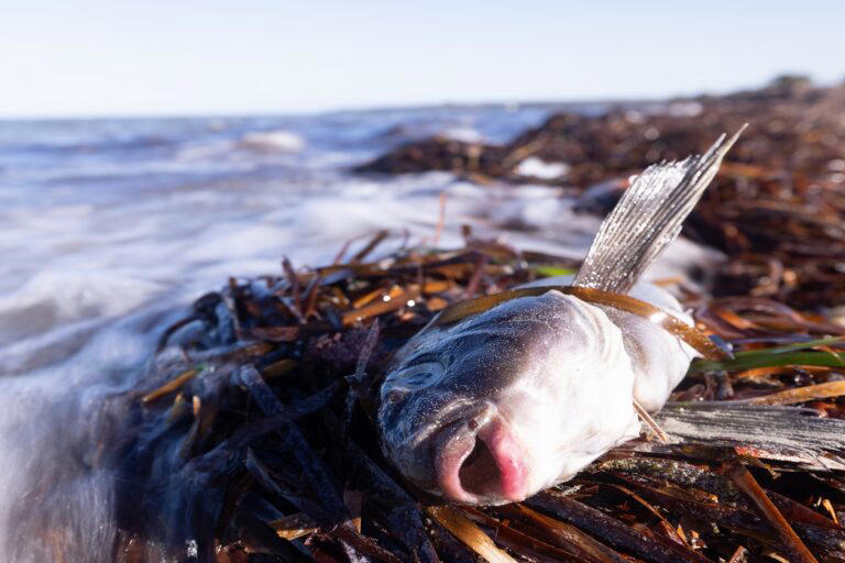 A year on, Australia’s biggest harmful algal bloom continues to wreak havoc