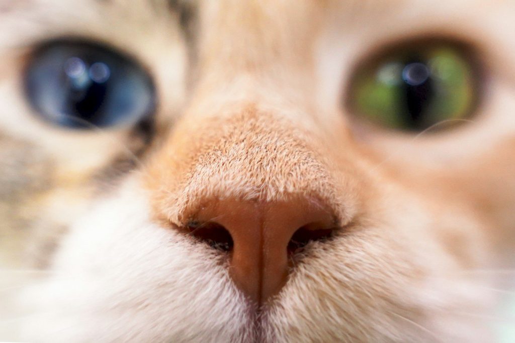 Are these everyday household smells stressing your cat?