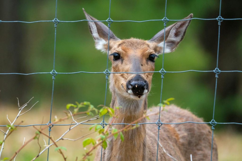 Wildlife biologists warn deer damage gets worse without proper yard ...