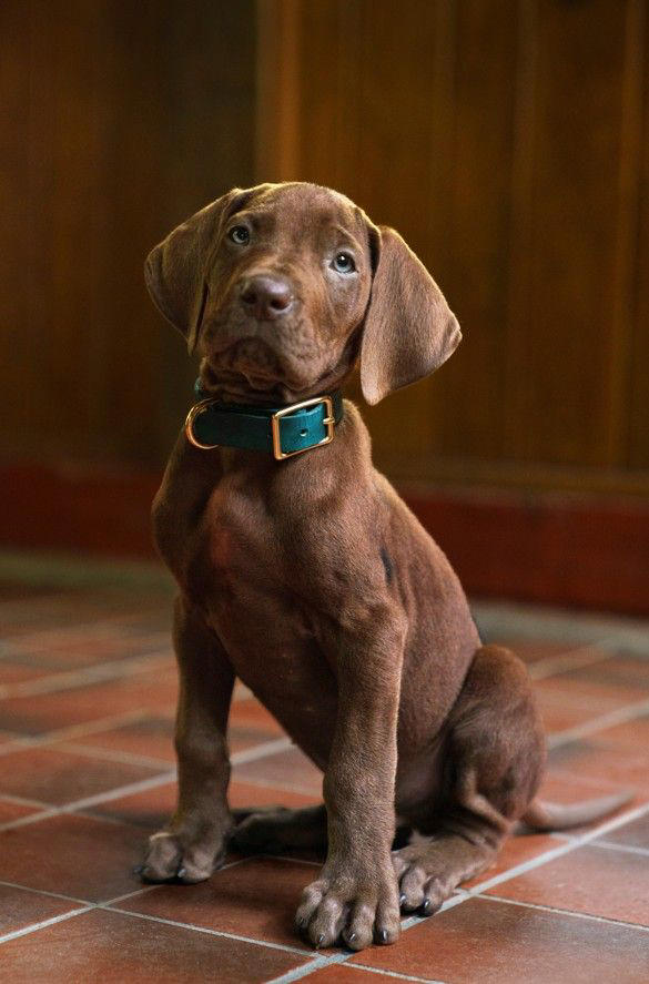 Netflix presentó el primer vistazo al cachorro que interpretará al ...