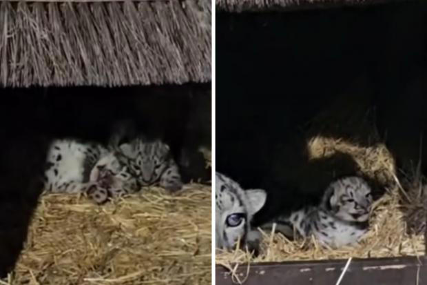 First look at only snow leopard cubs born at a Hampshire zoo in over a ...