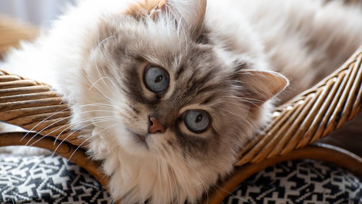 Spoiled Persian cat stands up like a human to demand his second ...