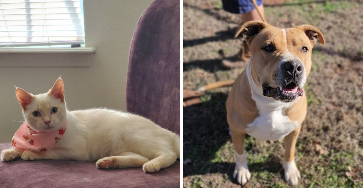 This heartwarming non-profit animal sanctuary in Oklahoma is a ...