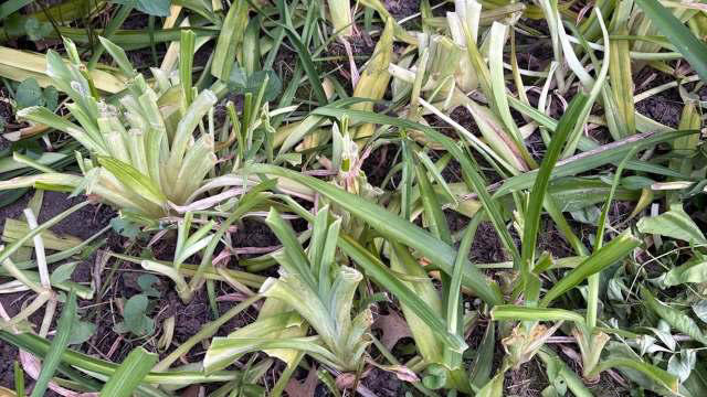 New homeowner cuts back mystery plant and learns it can take over ...