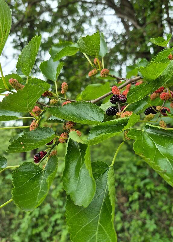 'Good heavens, these are good': Indiana forager learns mystery berries ...
