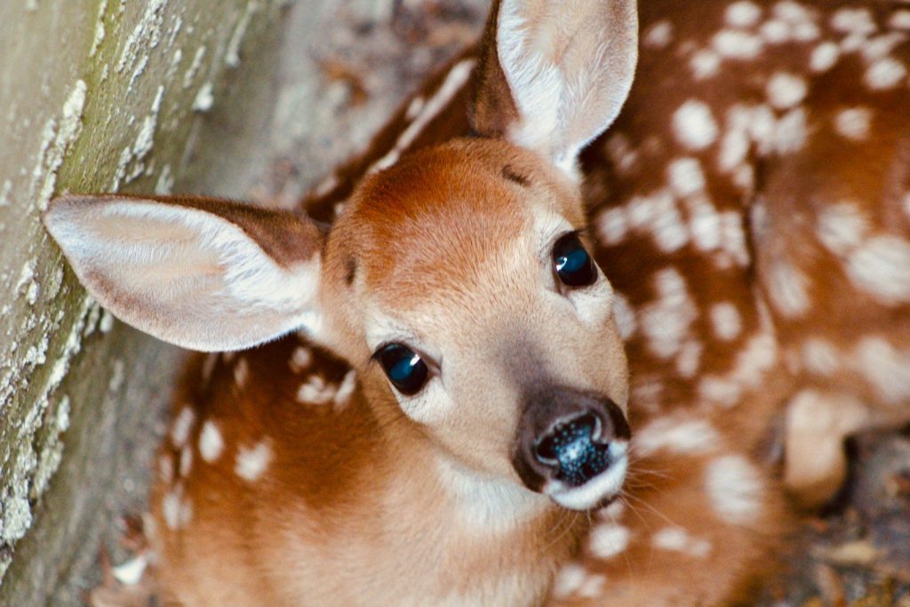 A driver saved two fawns from the road, but one refused to leave him