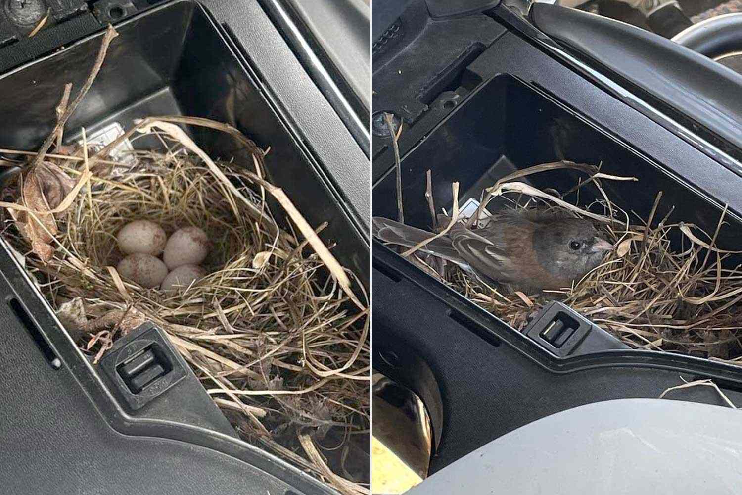 2 chicks hatch inside police motorcycle after 'mama bird' makes nest ...