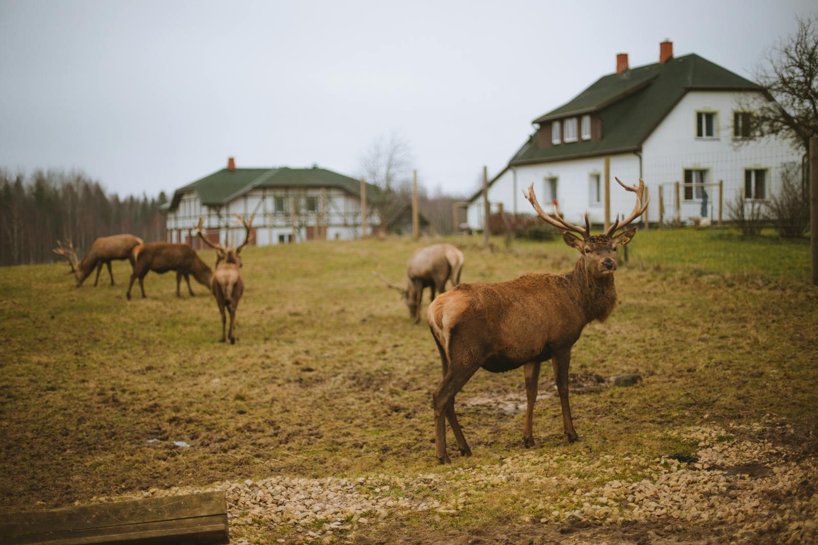 Wildlife biologists warn deer damage gets worse without proper yard ...