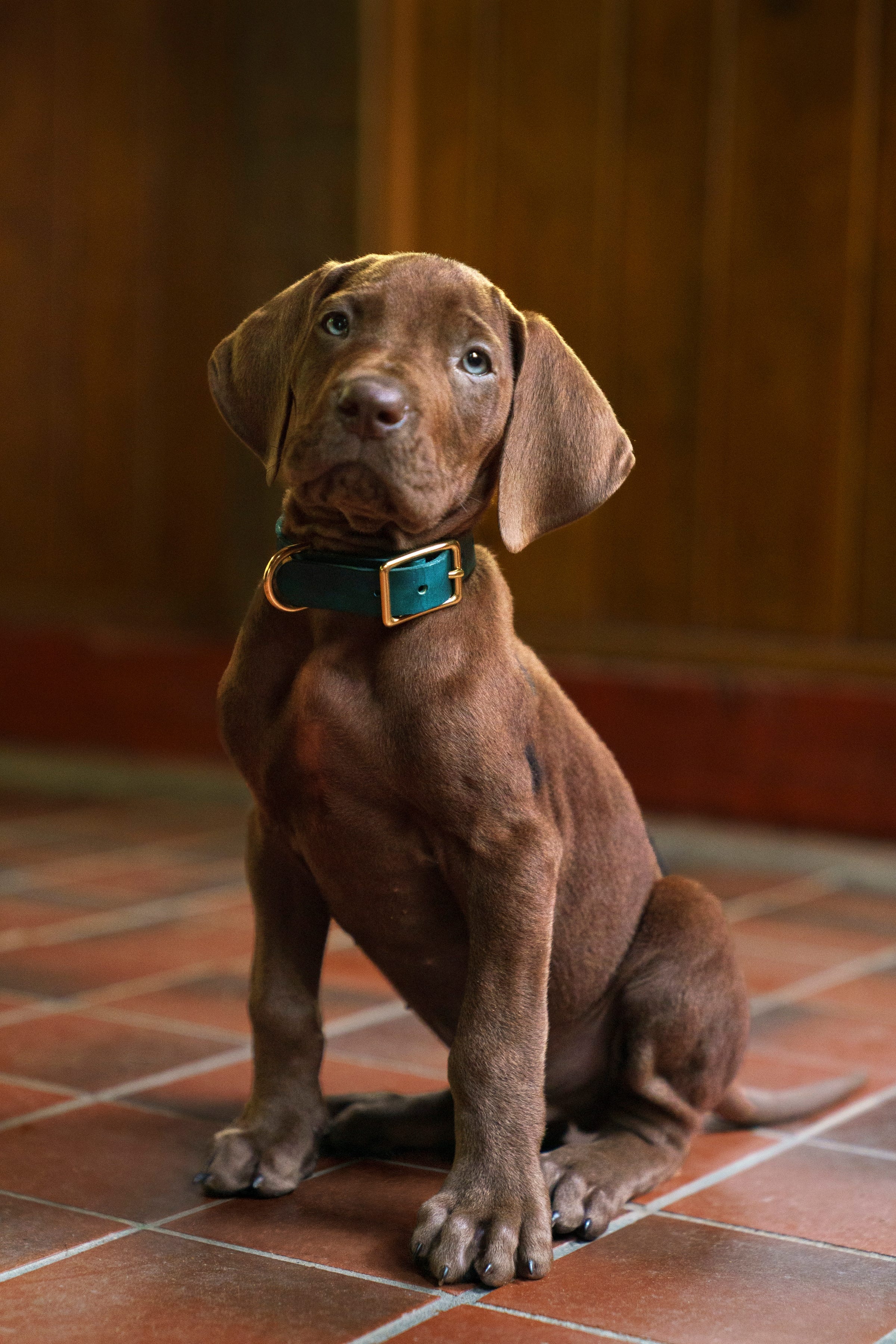 Scooby-Doo to be played by real dog for first time in Netflix series