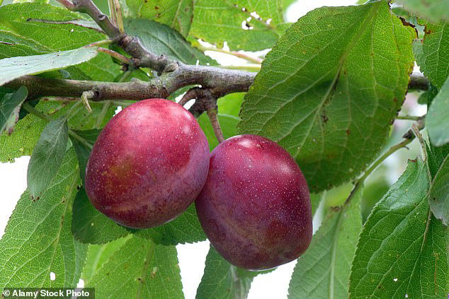 Berries and cherries among the fruits that can protect against heart ...