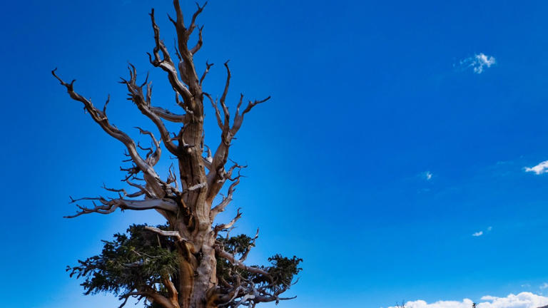 Some bristlecone pines are over 4,800 years old, older than the ...