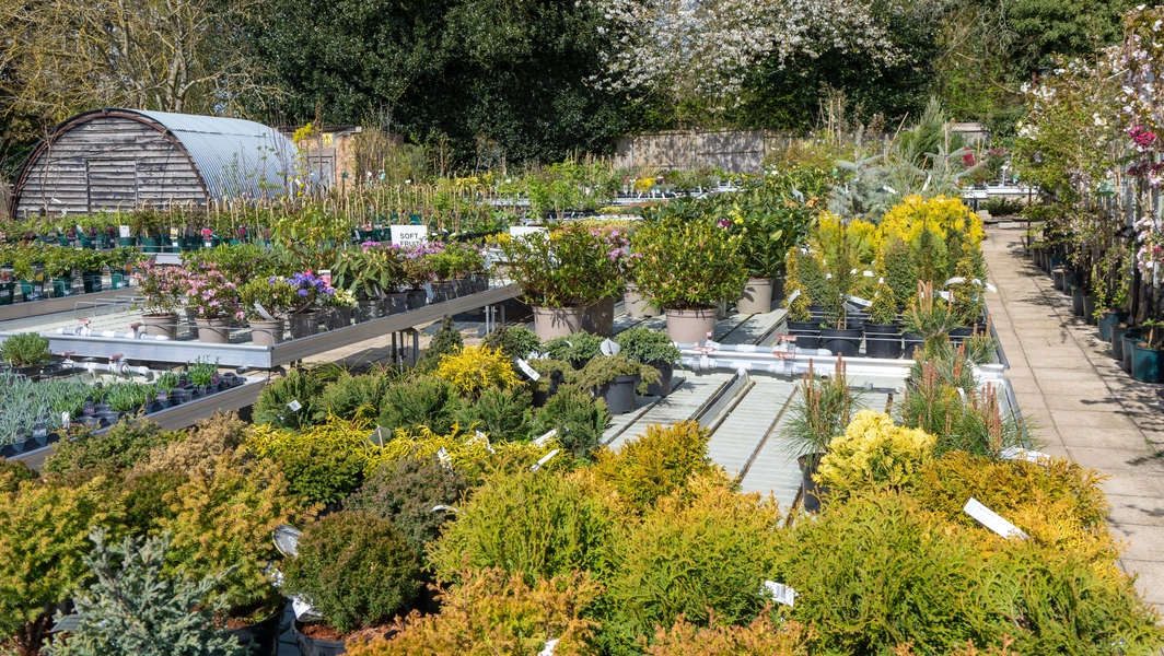 Flowering shrubs that transform your garden
