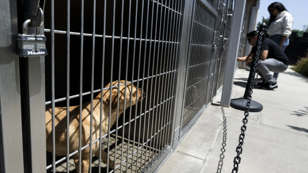 8 shelter dogs who overcame incredible challenges
