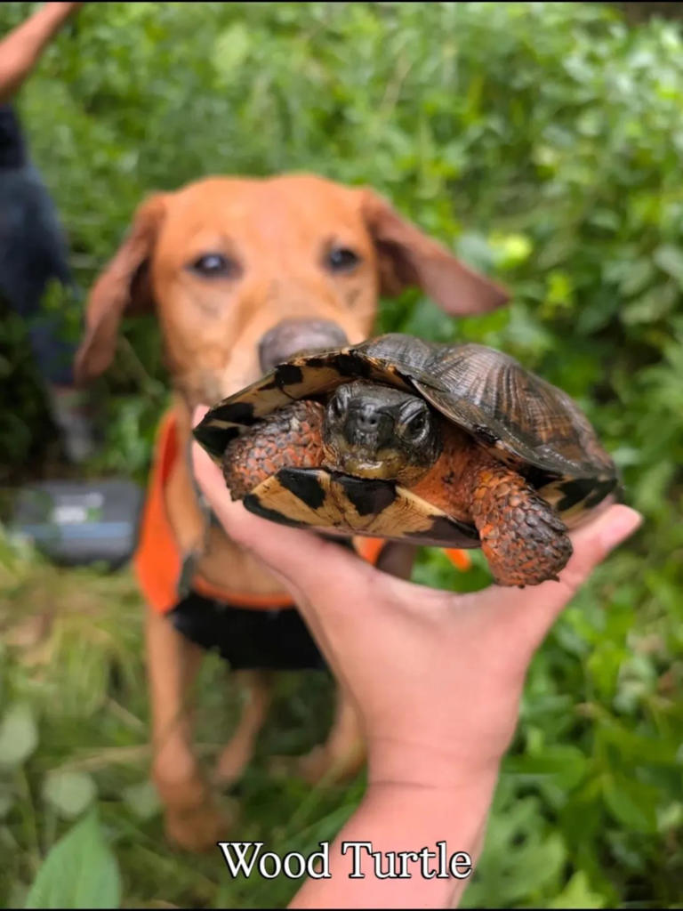 'Turtle-sniffing dog' traverses NY woods to save endangered species