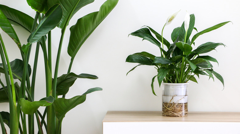 9 indoor plants that don't need much sun to survive