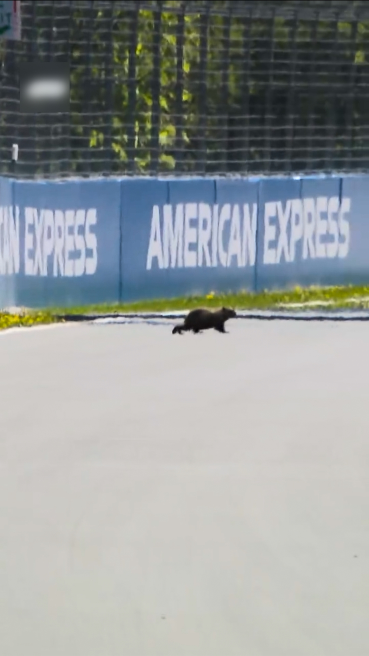 The fastest and fluffiest "player" on track — groundhog steals the show