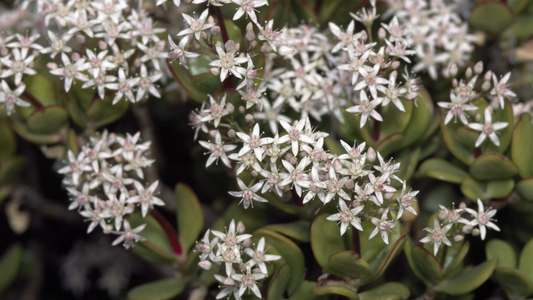 Jade plant care made simple for happy growth