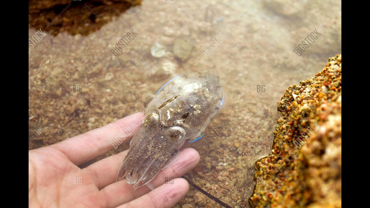 Netting TONS Of BABY CUDDLE FISH!!