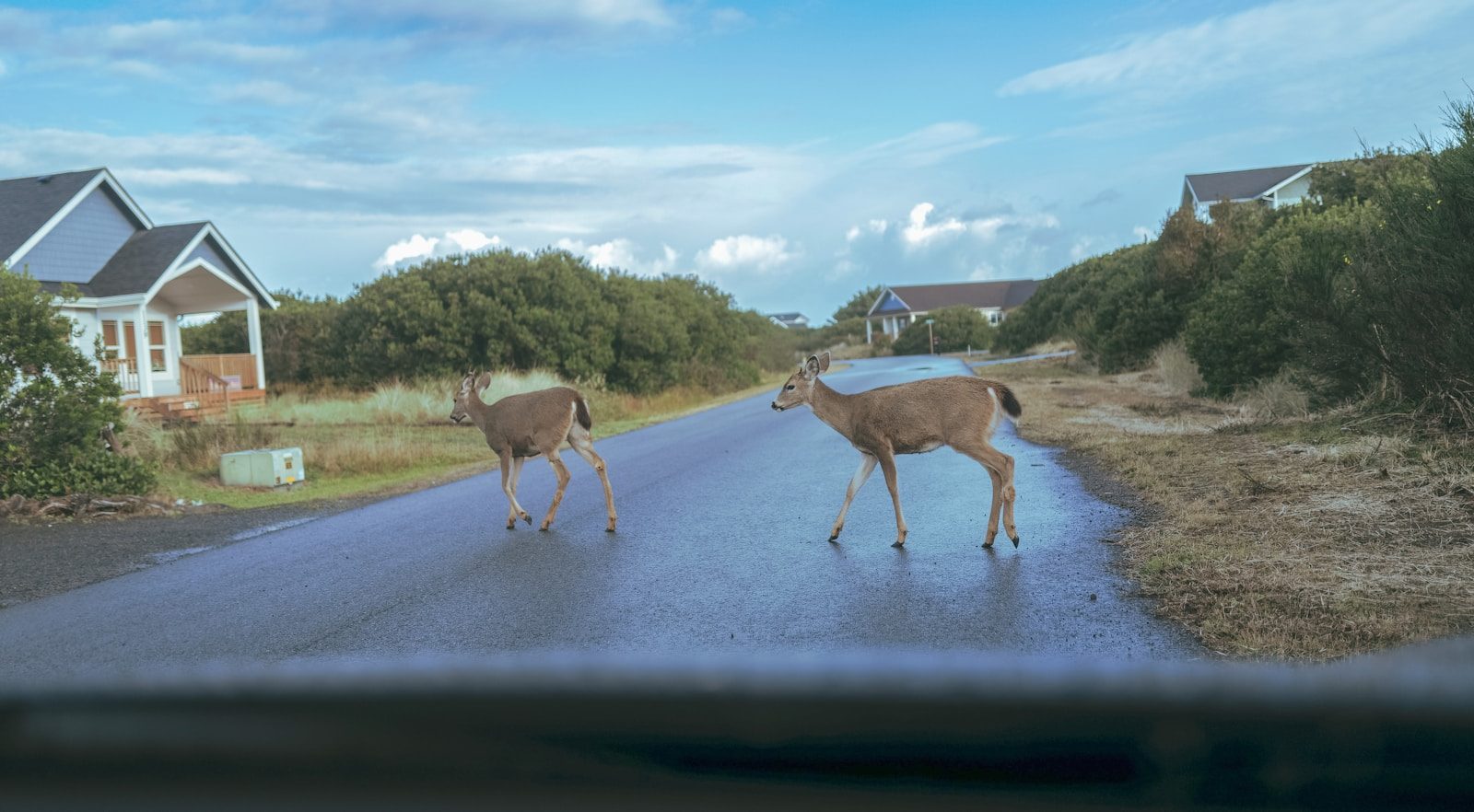 A driver saved two fawns from the road, but one refused to leave him