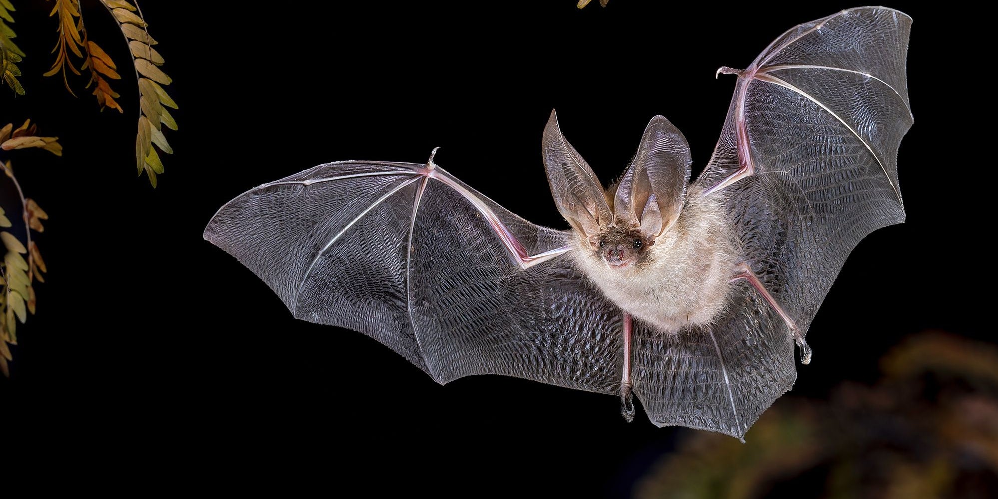 Fledermaus‑Spektakel in Orth an der Donau