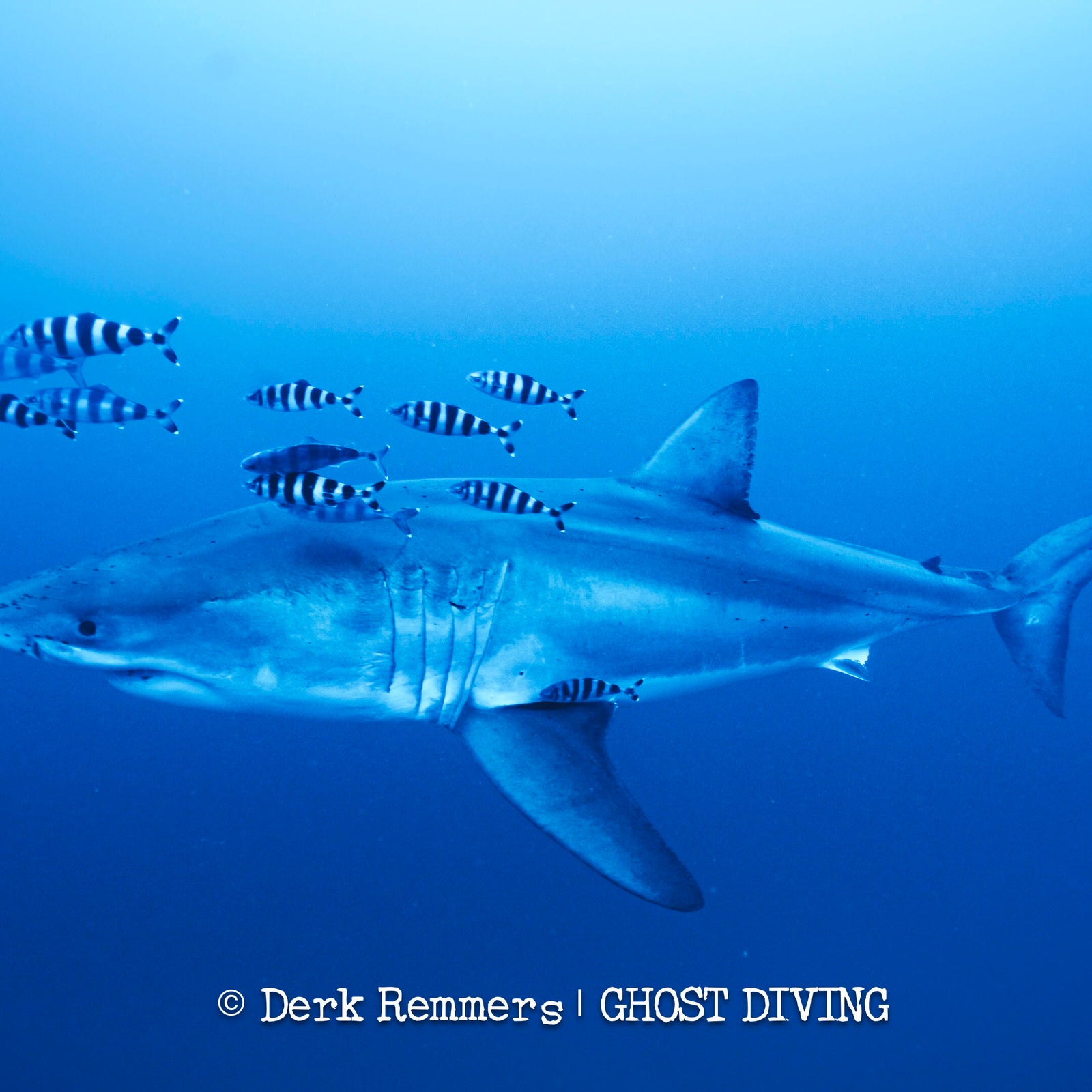 Great white shark captured on video in Mediterranean in rare sighting