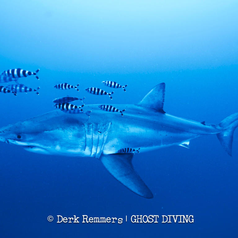 Great white shark captured on video in Mediterranean in rare sighting